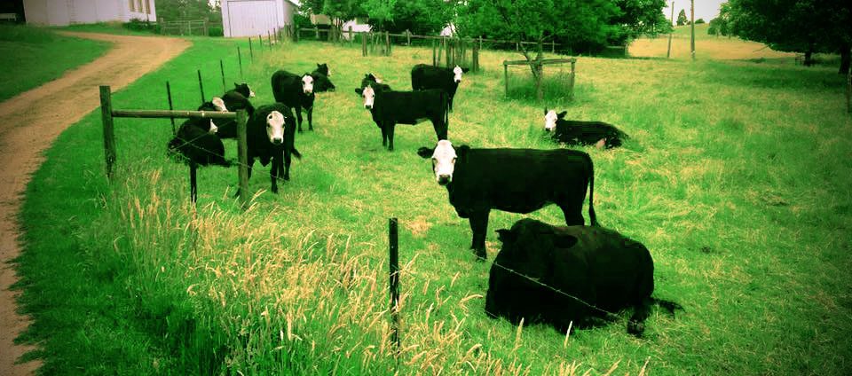 cattle-header1 - AGCAL