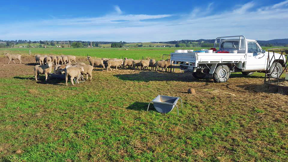 sheep-header - AGCAL